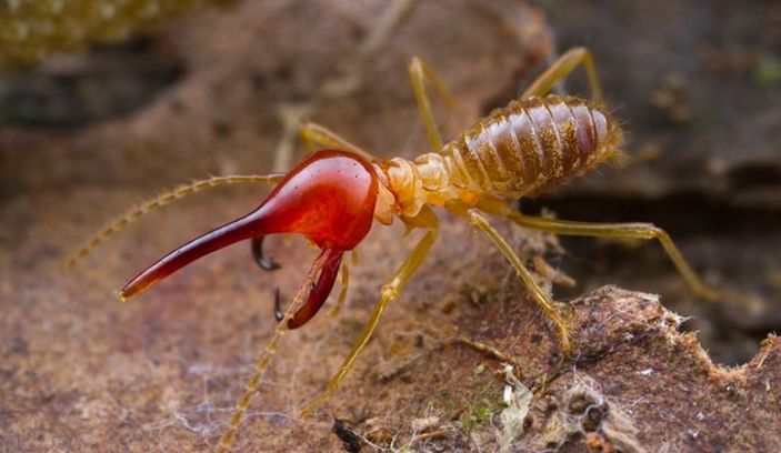 Termit nedir - En Son Haber