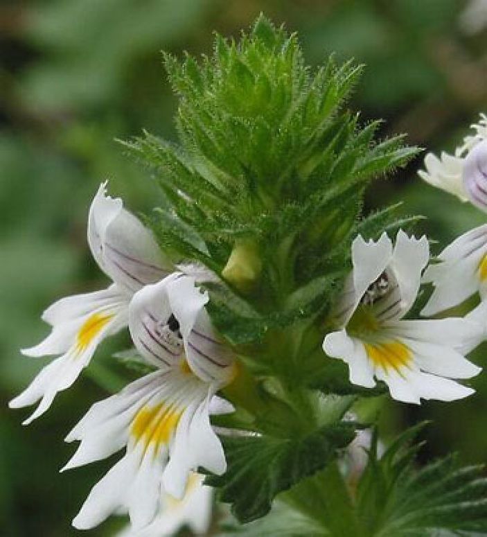 Şifalı bitkiler nerede nasıl kullanılmalı - Yaşam haberleri