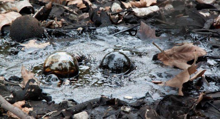 Katran nedir - En Son Haber