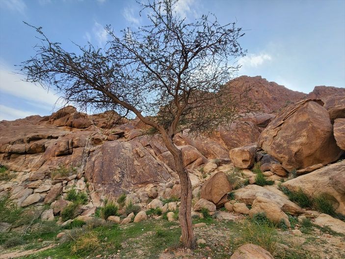 Mekke ve Medine'de yağış sonrası doğa yeşillendi - En Son Haber
