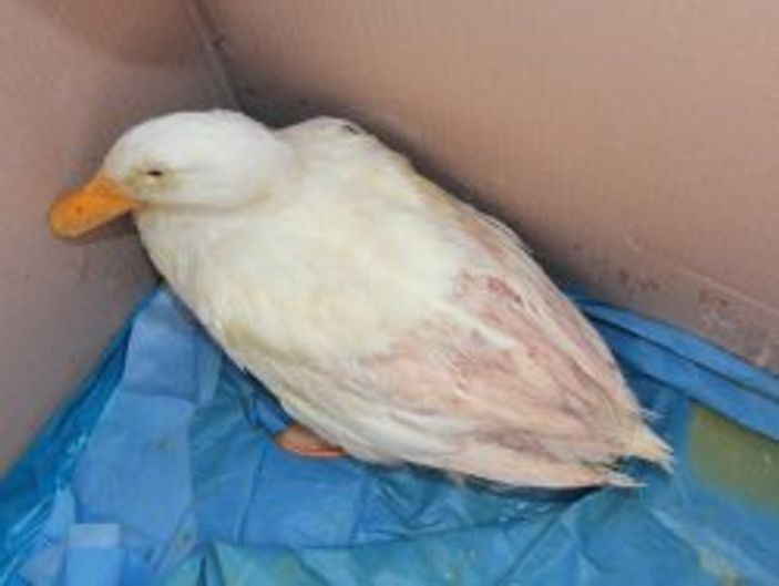 Tecavüze uğrayan ördeğe Panter Emel sahip çıkmak istedi