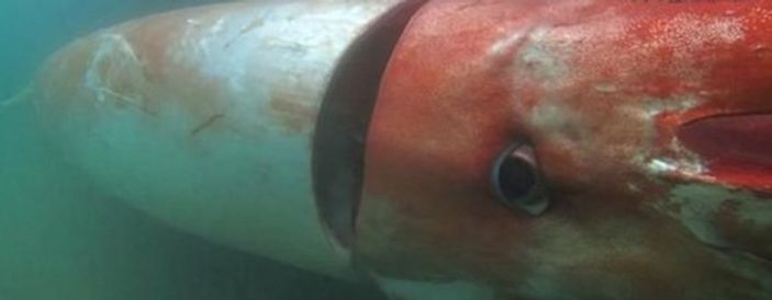 Japonya'da dev kalamar görüntülendi