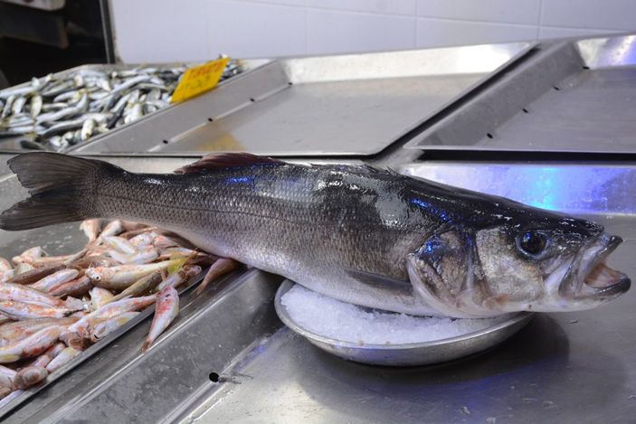 Karadeniz'de 4,5 kiloluk levrek avlandı