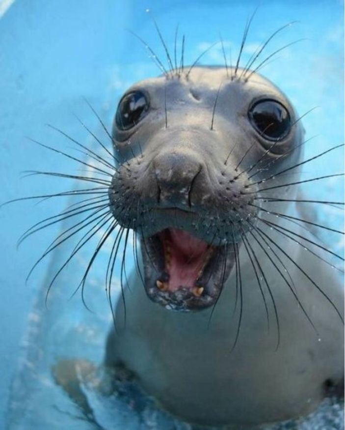 En komik hayvan fotoğrafları - Hayvanlar Alemi haberleri