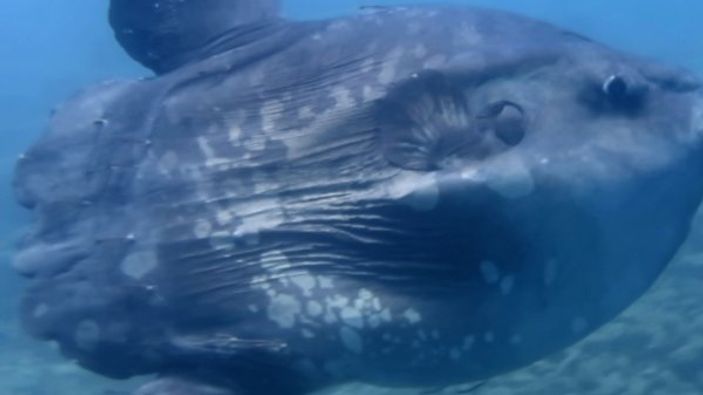 Saros Körfezi'nde ay balığı görüntülendi