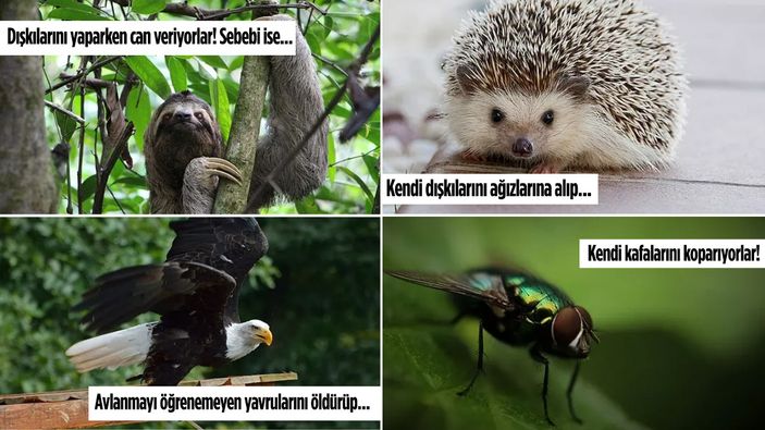 Hayvanlar alemi hakkında birbirinden ilginç 10 gerçek! Tüyleriniz diken ...