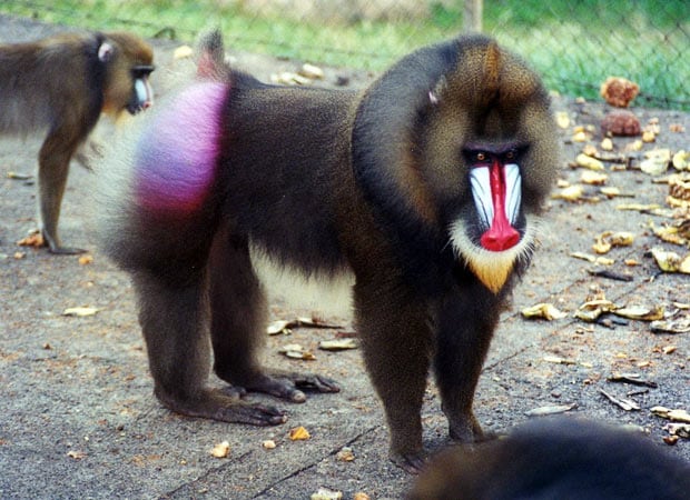 Mandril nedir