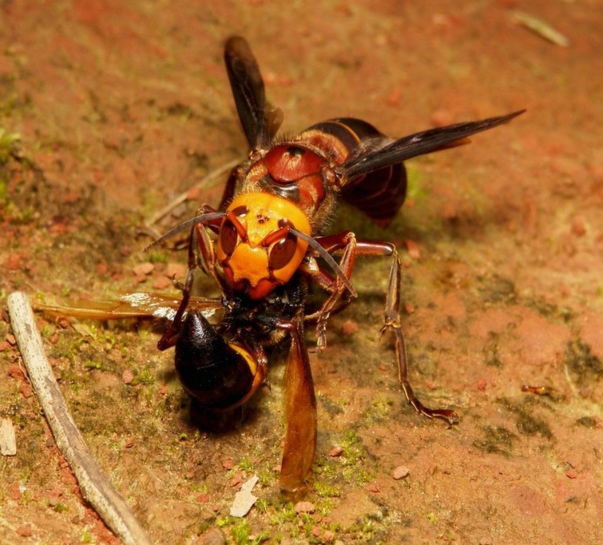 ABD, istilacı zehirli eşek arısı tehdidi altında