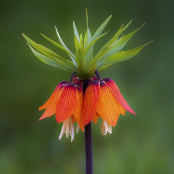 What is an inverted tulip – Kimdeyir