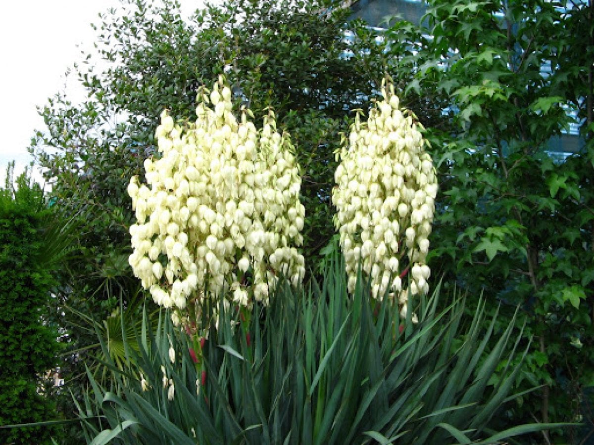 What is yucca – Kimdeyir