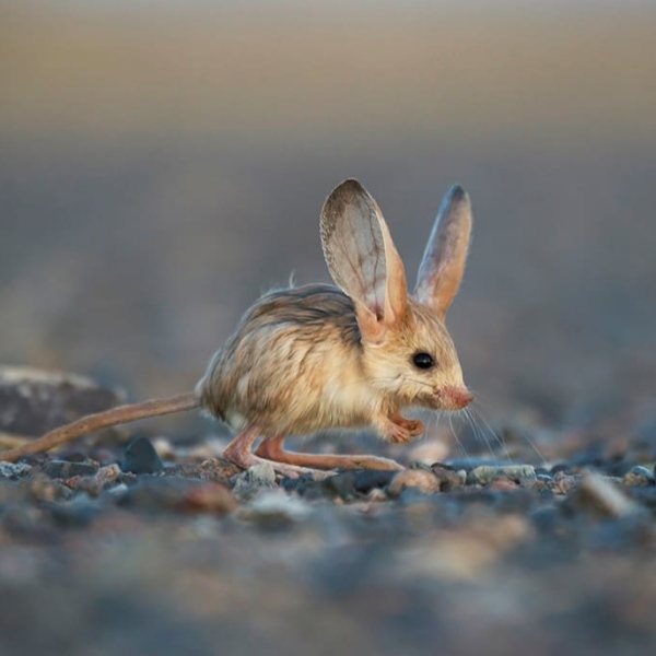 What is a Arabian Rabbit – Kimdeyir