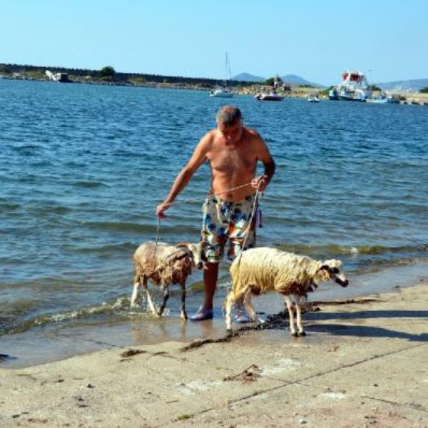 Zonguldak'ta aldığı kuzuları kurbanlık yapmaya kıyamadı