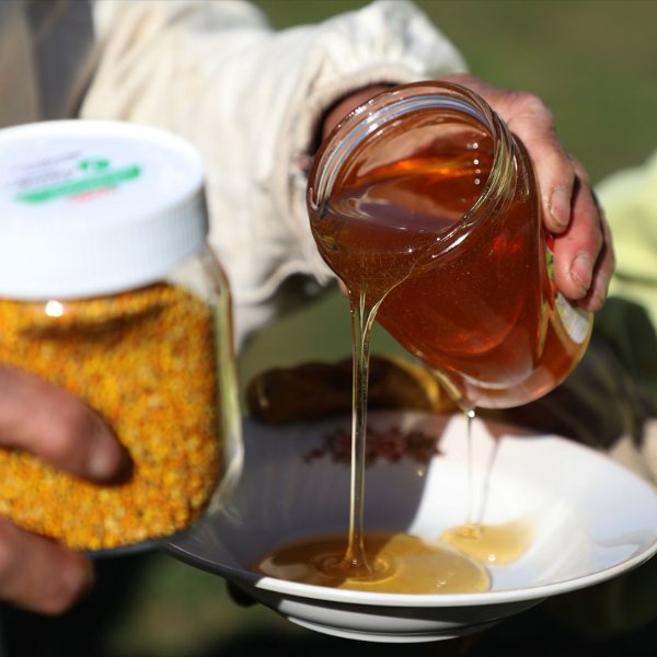 Anzer balında 2 ton rekolte bekleniyor