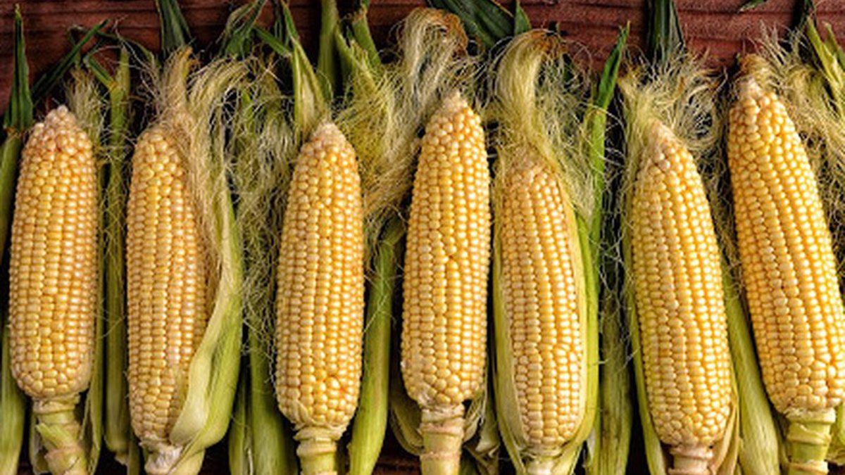 What is corn silk tea, what are its benefits? How to brew corn silk tea ...