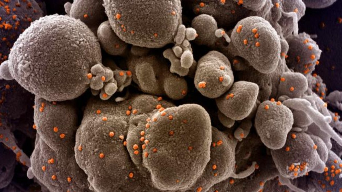 What is a mutant – Kimdeyir