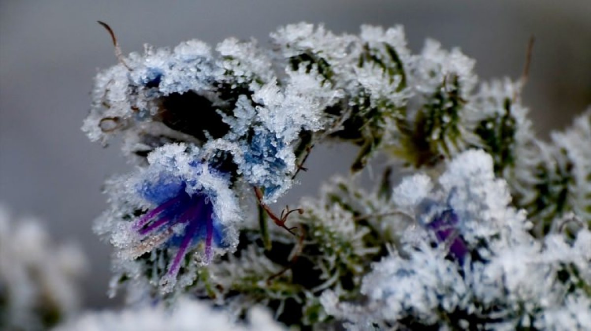 What is rime ? – Kimdeyir