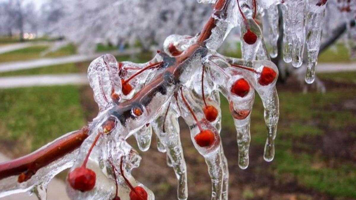 What is agricultural frost ? – Kimdeyir