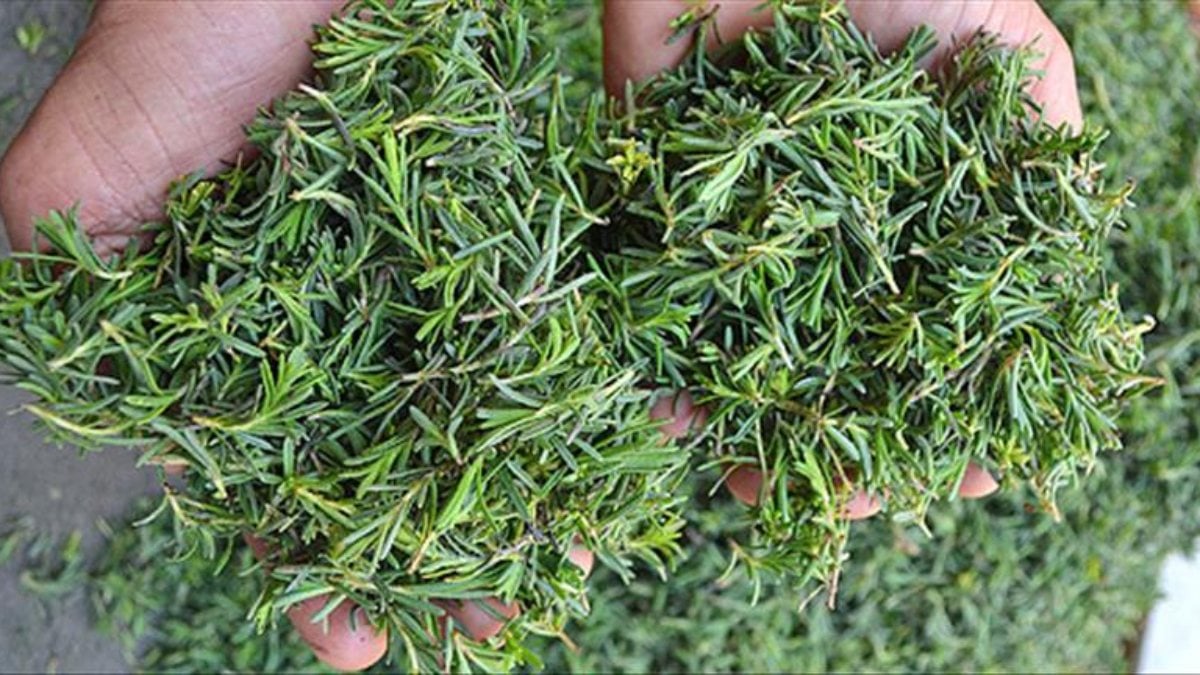 What is Zahter? ? – Kimdeyir