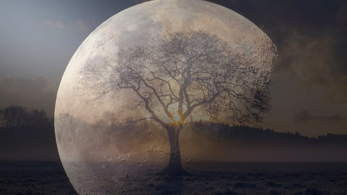 NASA releases map of Moon trees – Kimdeyir