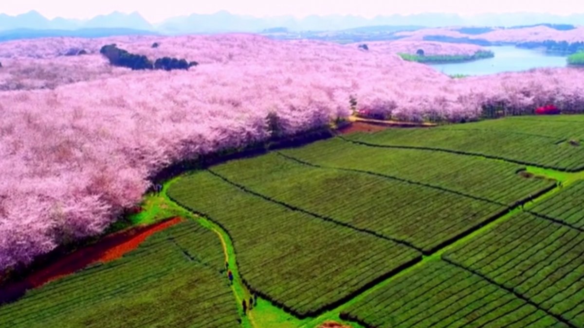Wonderful cherry tree scenery in China – Kimdeyir