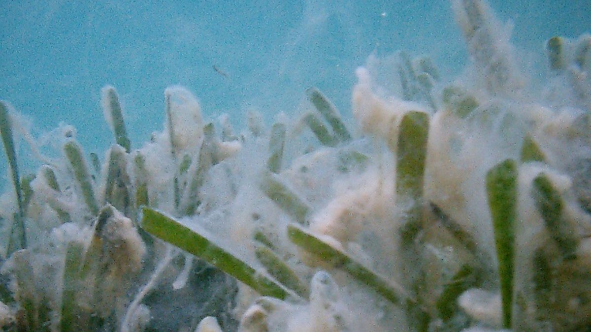 What is mucilage – Kimdeyir