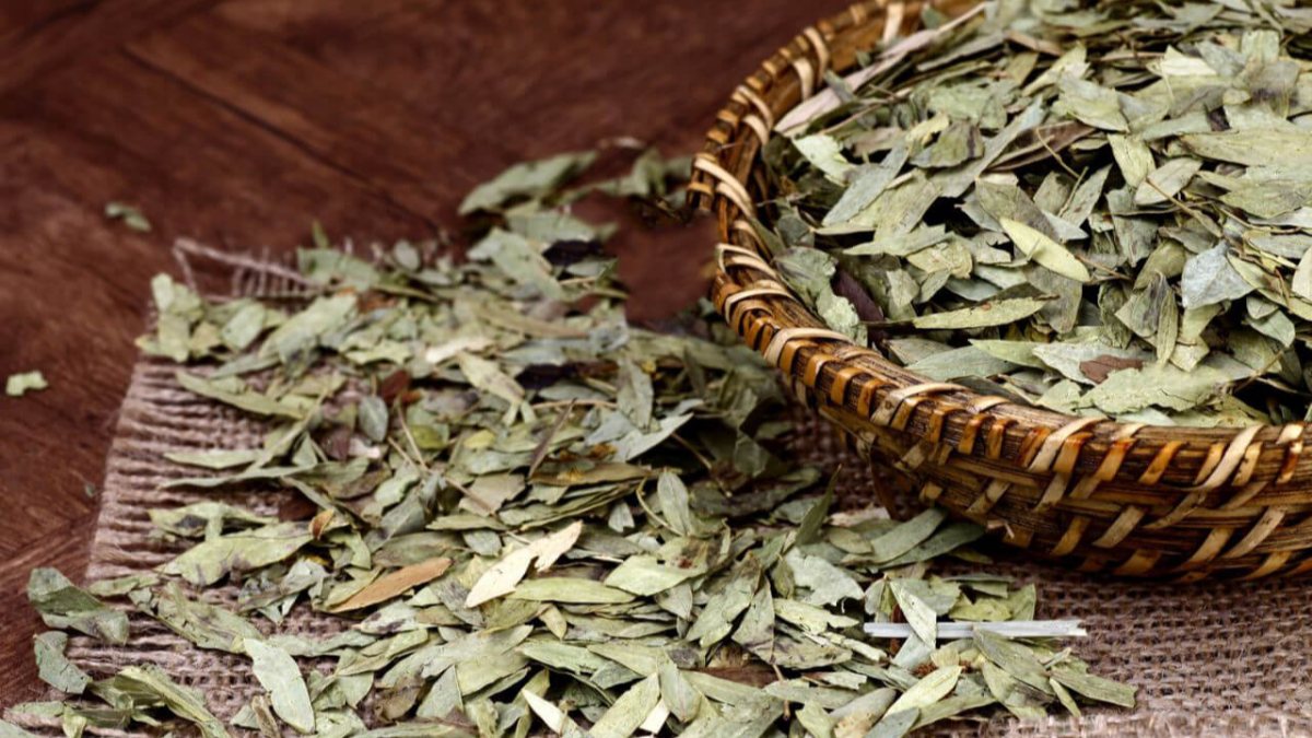 What are the benefits of senna? Senna tea recipe.. – Kimdeyir