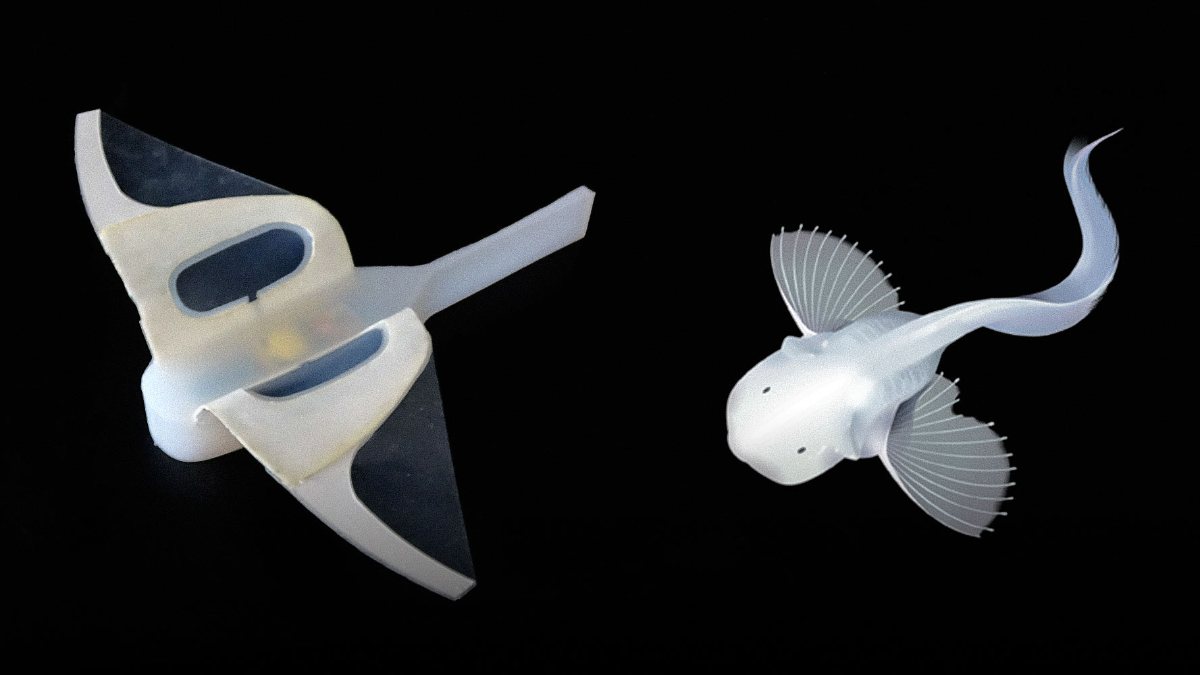 Soft robot fish developed to observe the seas – Kimdeyir