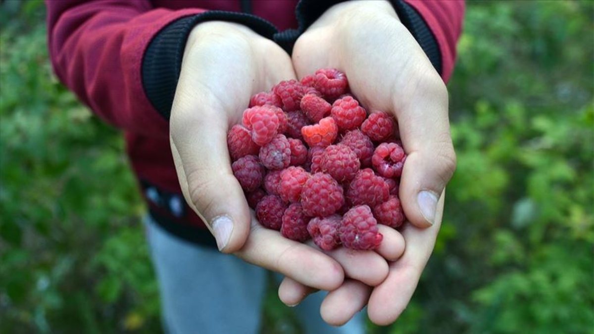 July fruits and vegetables – Kimdeyir