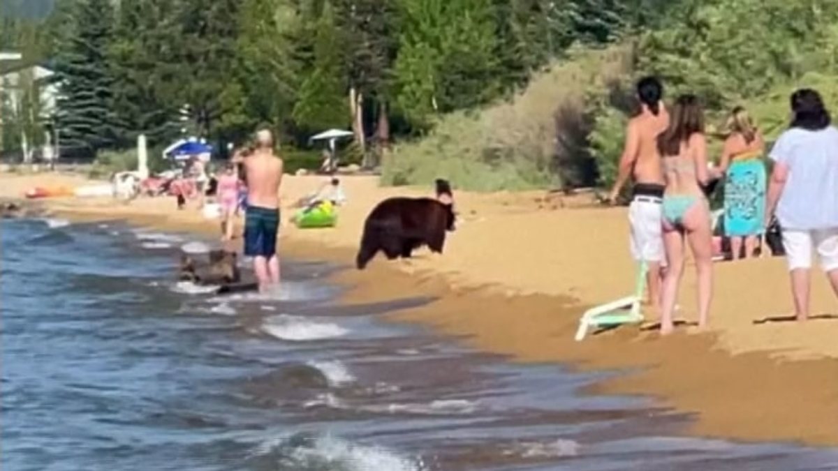 Bears have landed on the beach in the USA – Kimdeyir