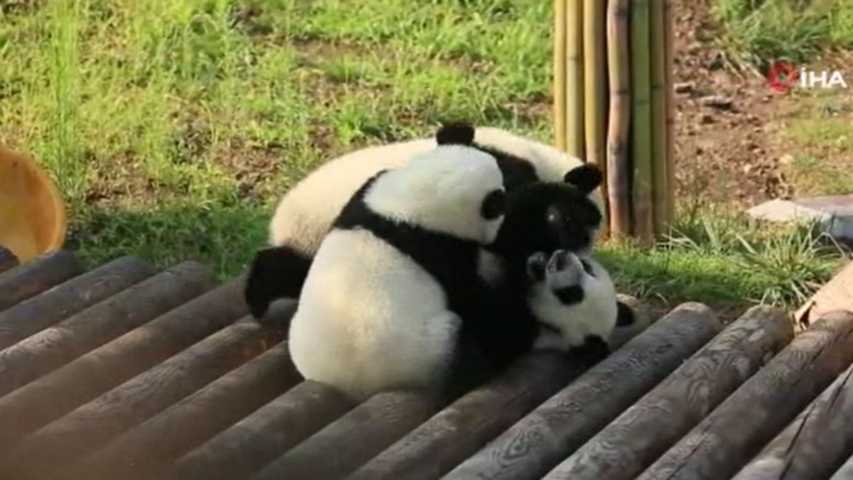 Baby pandas play on camera in China – Kimdeyir