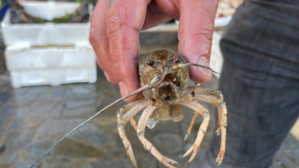 Kerevit tezgahta 30, restoranda 500 lira