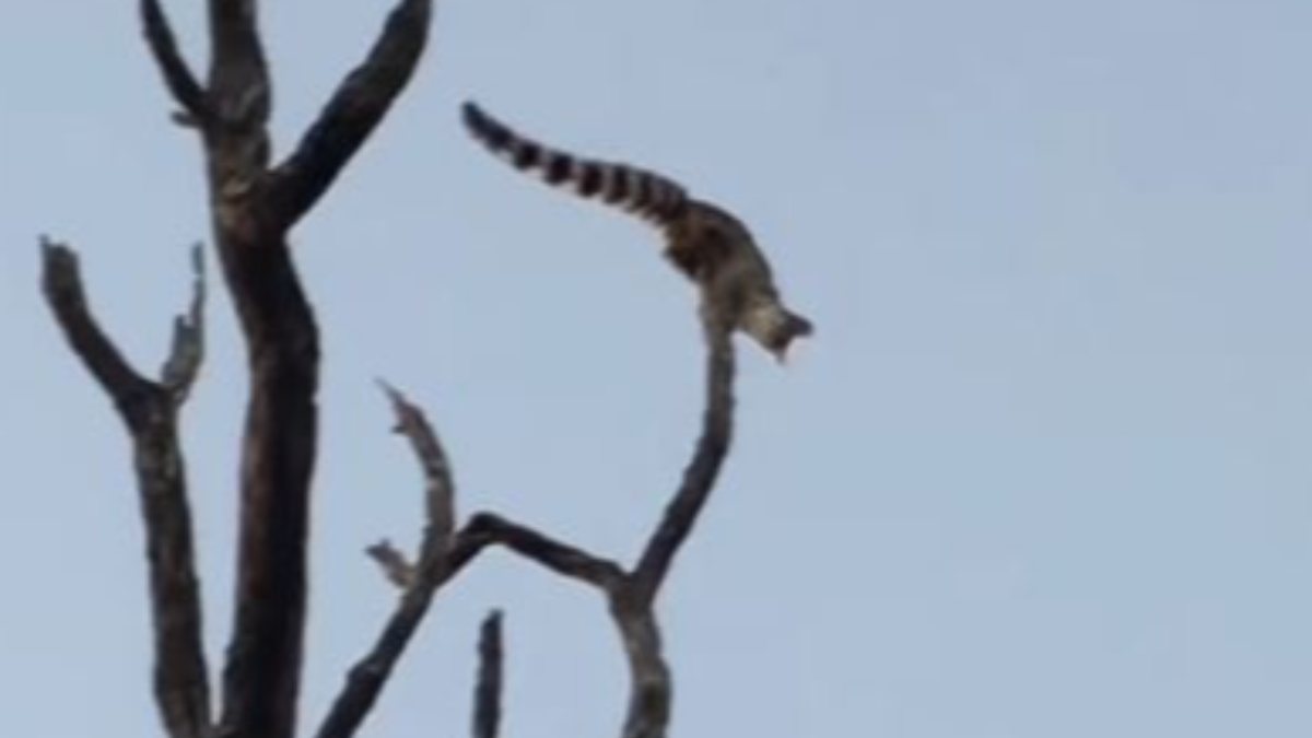 The moment of the genet cat jumping from the tree running away from the ...