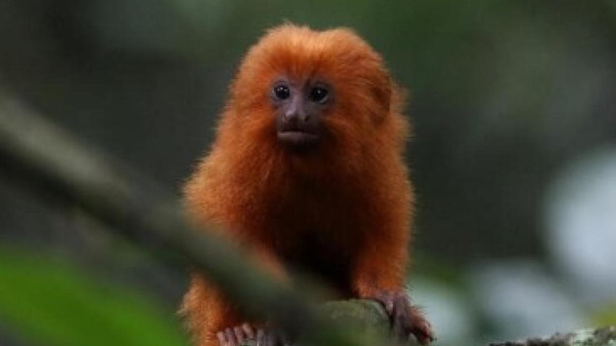 Brezilya'da maymun çiçeği nedeniyle maymunlar hedef alınıyor