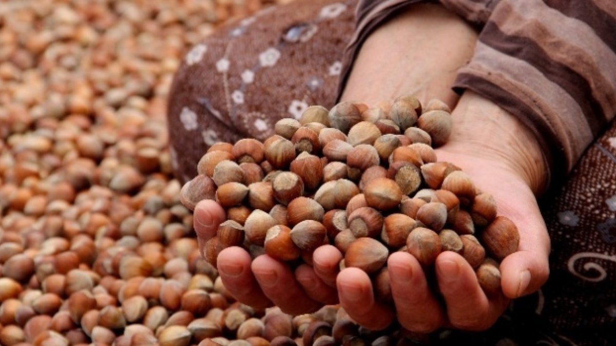 Düzce'de fındık alımlarının tarihi belli oldu