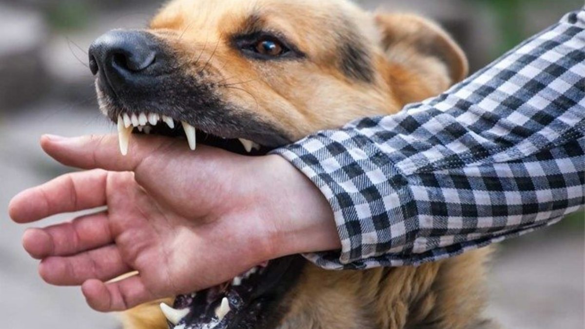 Kuduz belirtileri nelerdir, nasıl bulaşır? İşte tedavisi ve kuduz aşısı