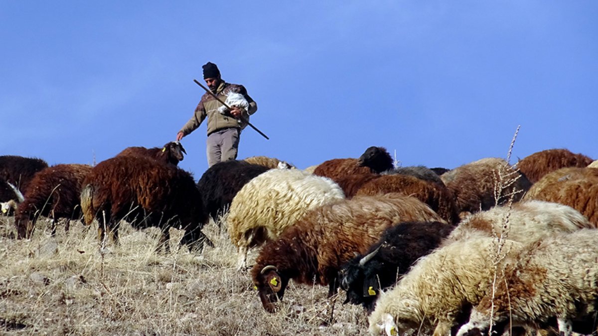 Karslı çoban merada doğan kuzuyu sırtında taşıyarak köye getirdi