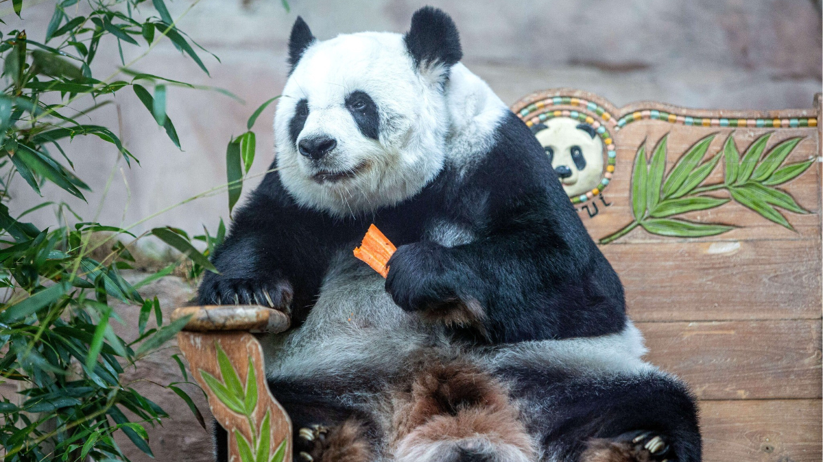 Tayland'da dev panda Lin Hui, 21 yaşında hayatını kaybetti