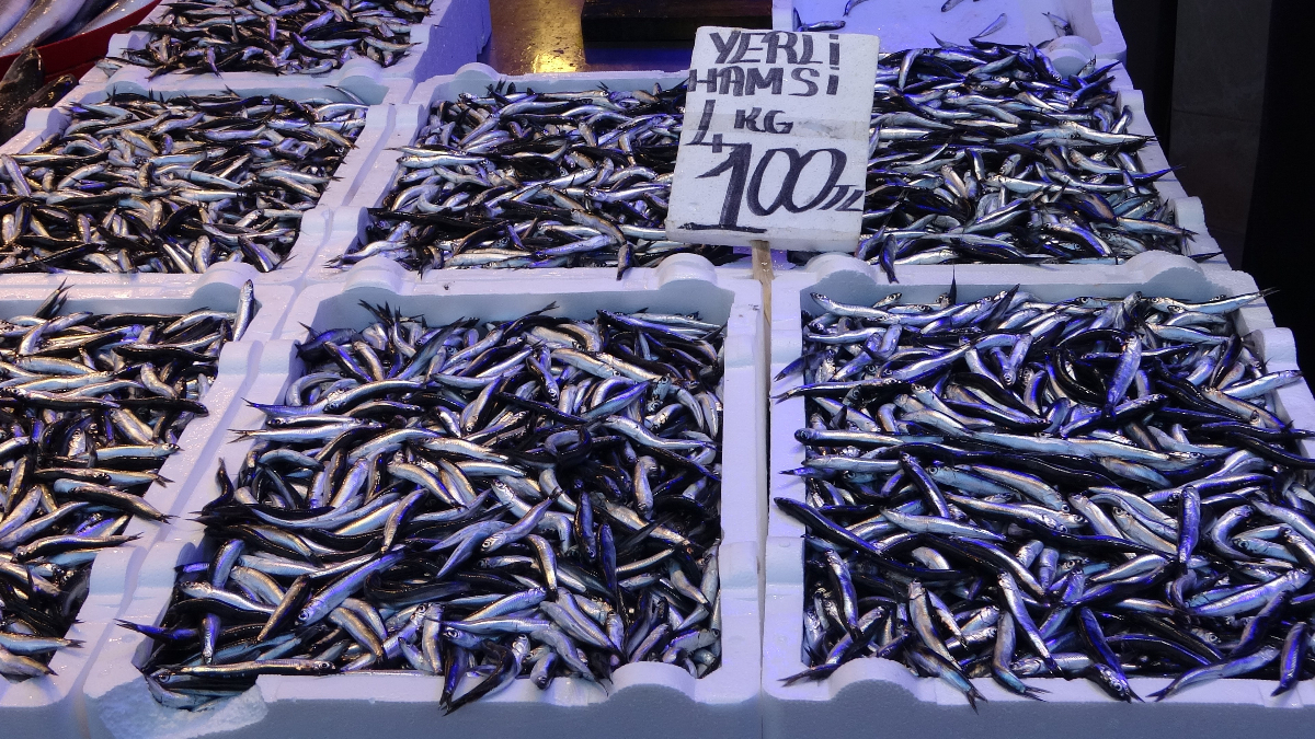 Trabzon'da hamsi bolluğu: Son 10 yılın en bereketli sezonu yaşanıyor