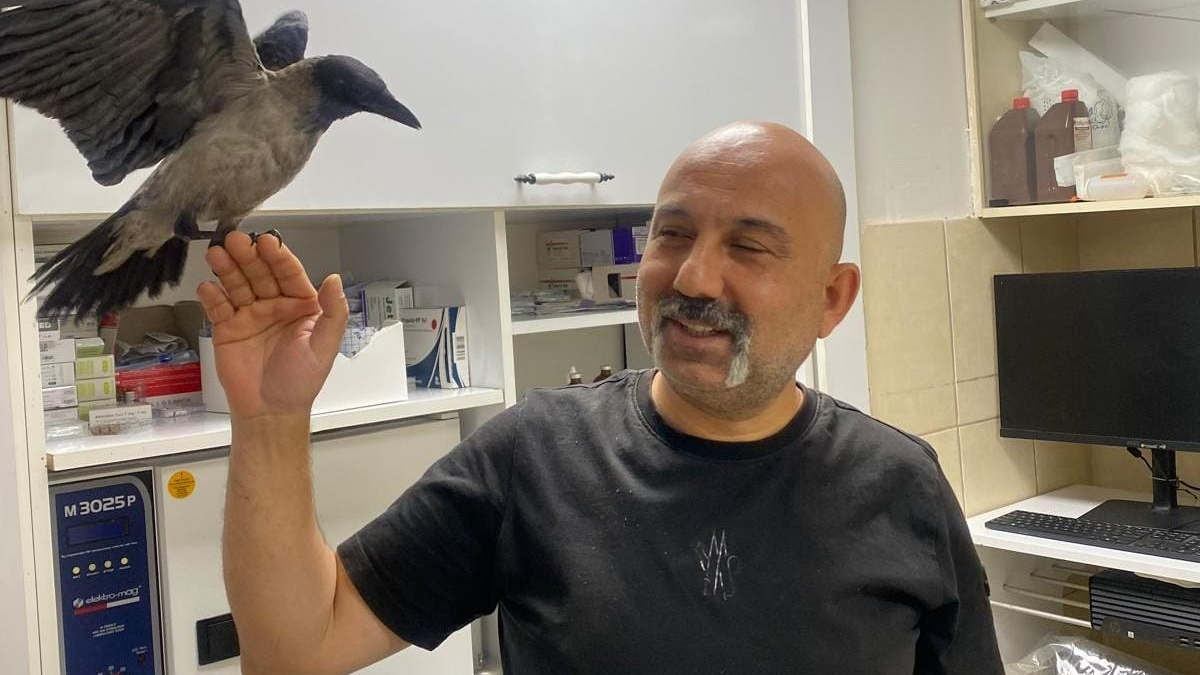 Yaralı buldu iyileştirdi: Tedavi ettiği karga yanından ayrılmıyor - Ensonhaber