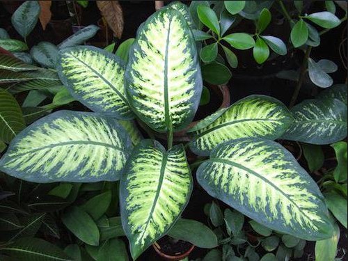 Zehirli bitkiler nelerdir