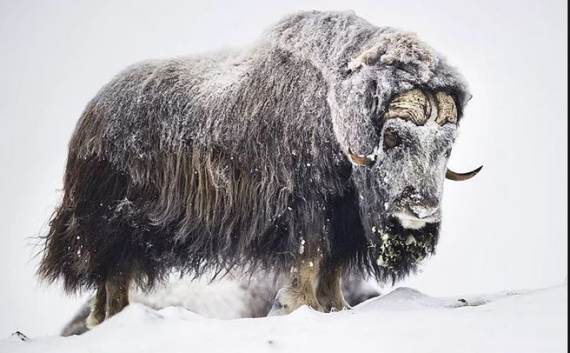 Misk sığırlarının ilginç savunma taktiği