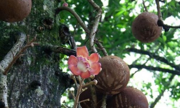 Cannonball ağacı dünyanın en tehlikelileri arasında