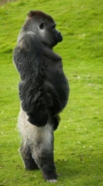 İnsan gibi yürüyebilen goril Ambam büyük ilgi görüyor