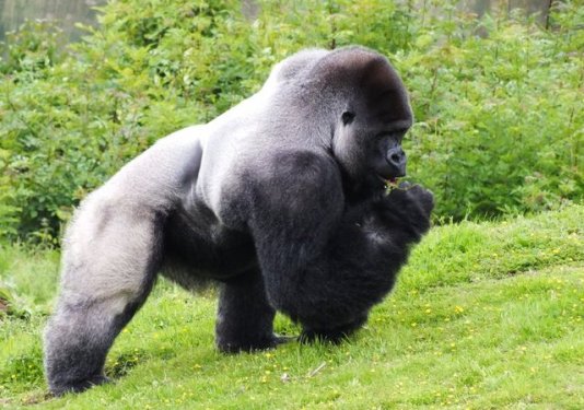 İnsan gibi yürüyebilen goril Ambam büyük ilgi görüyor