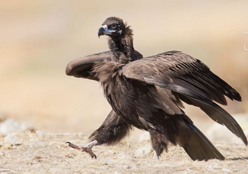 Dünyanın en tehlikeli yırtıcıları: Akbabalar
