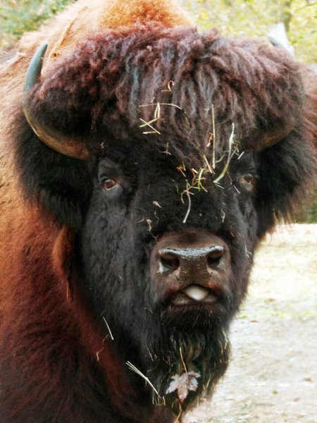 Bizonlar 50 yıl yaşıyor