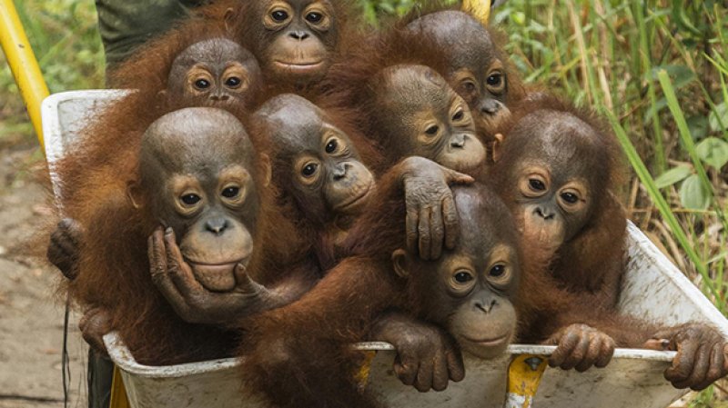 Amerikalı fotoğrafçı Tim Laman'dan muhteşem fotoğraflar