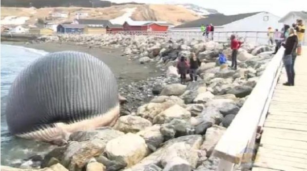 Bu dev balina her an patlayabilir