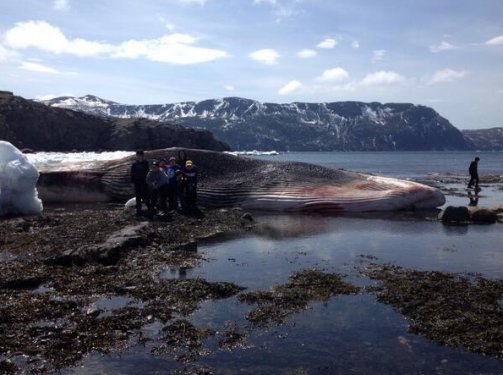 Bu dev balina her an patlayabilir