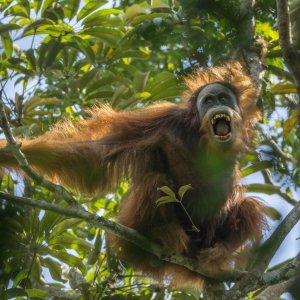 Amerikalı fotoğrafçı Tim Laman'dan muhteşem fotoğraflar | Ensonhaber